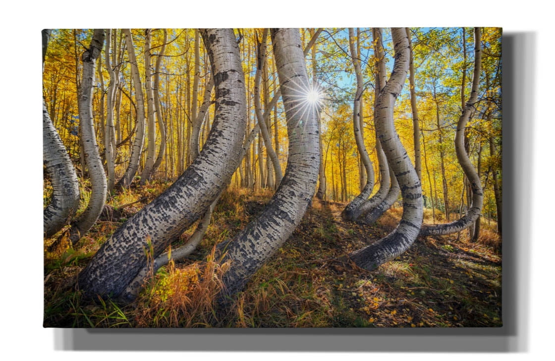 Epic Graffiti 'Dance Of The Aspens' by Rick Berk, Canvas Wall Art, 40"x26" - Walmart.com