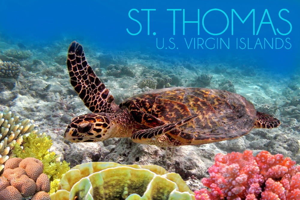 St. Thomas, U.S. Virgin Islands, Sea Turtle and Coral (16x24 Giclee ...