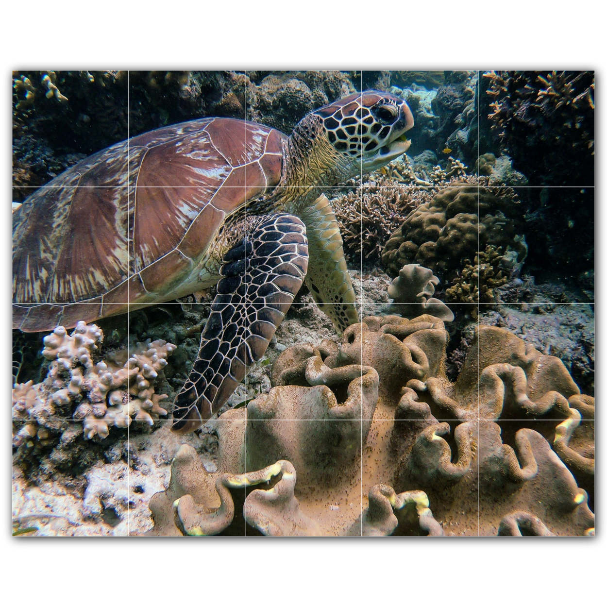 Picture-Tiles.com: Turtle Ceramic Tile Wall Mural WAL501068-54M. 30"W x ...