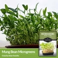 2 Packs Mung Bean Microgreens Seeds for Sprouting - Non-GMO Heirloom Annual Full Sun - Walmart.com