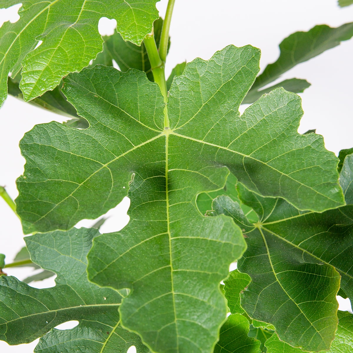 Celeste Fig Leaf
