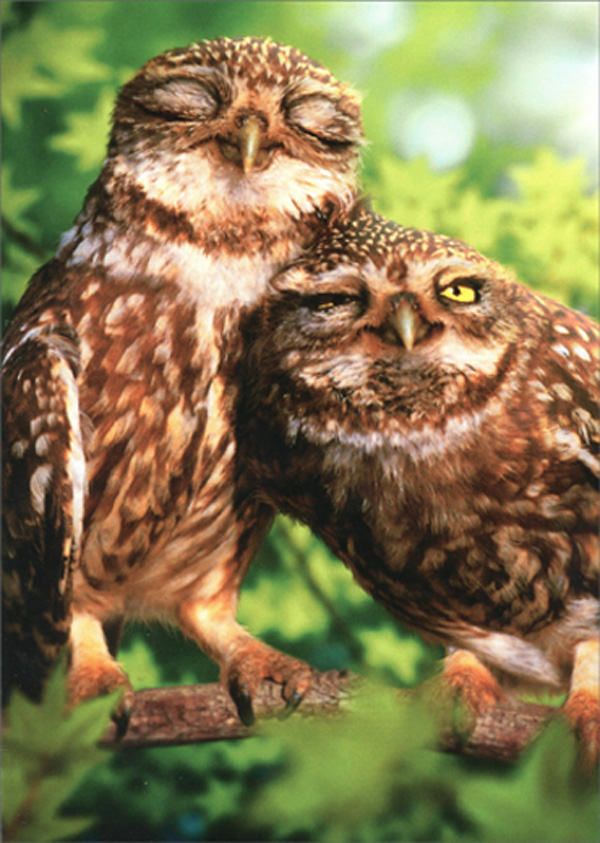 Avanti Press Snuggling Owls Romantic Love Valentine's Day Card ...