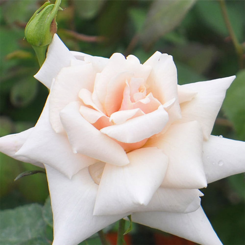 Serendipity Hardy Rose by Heirloom Roses - Live Apricot Rose Bush ...