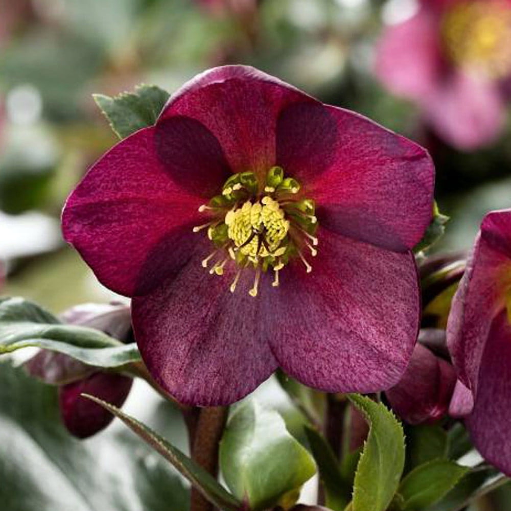 Honeymoon™ Rome in Red Lenten/Christmas Rose - Helleborus - SHADE ...