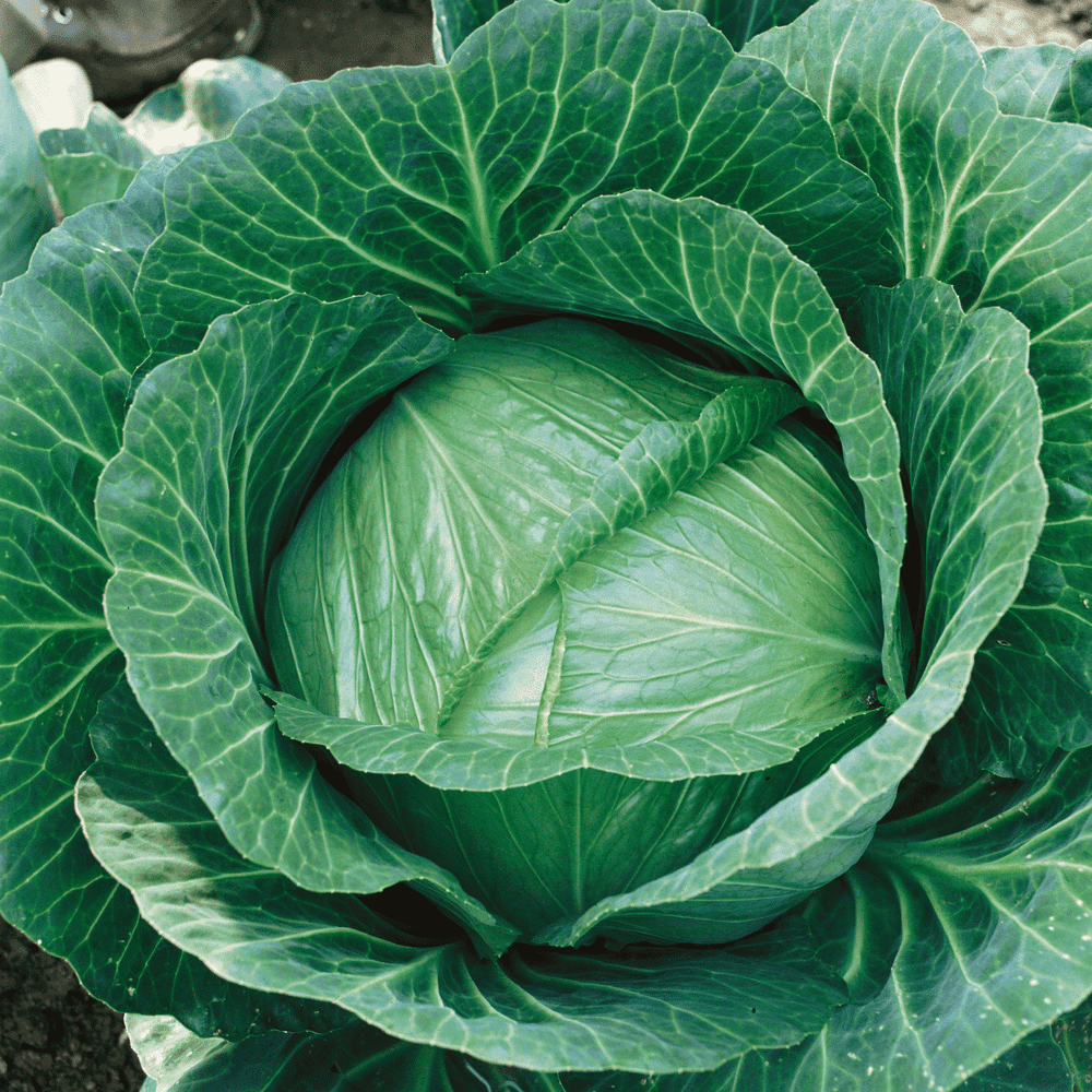 Everwilde Farms - 1 Lb Brunswick Cabbage Seeds - Gold Vault Bulk Seed ...