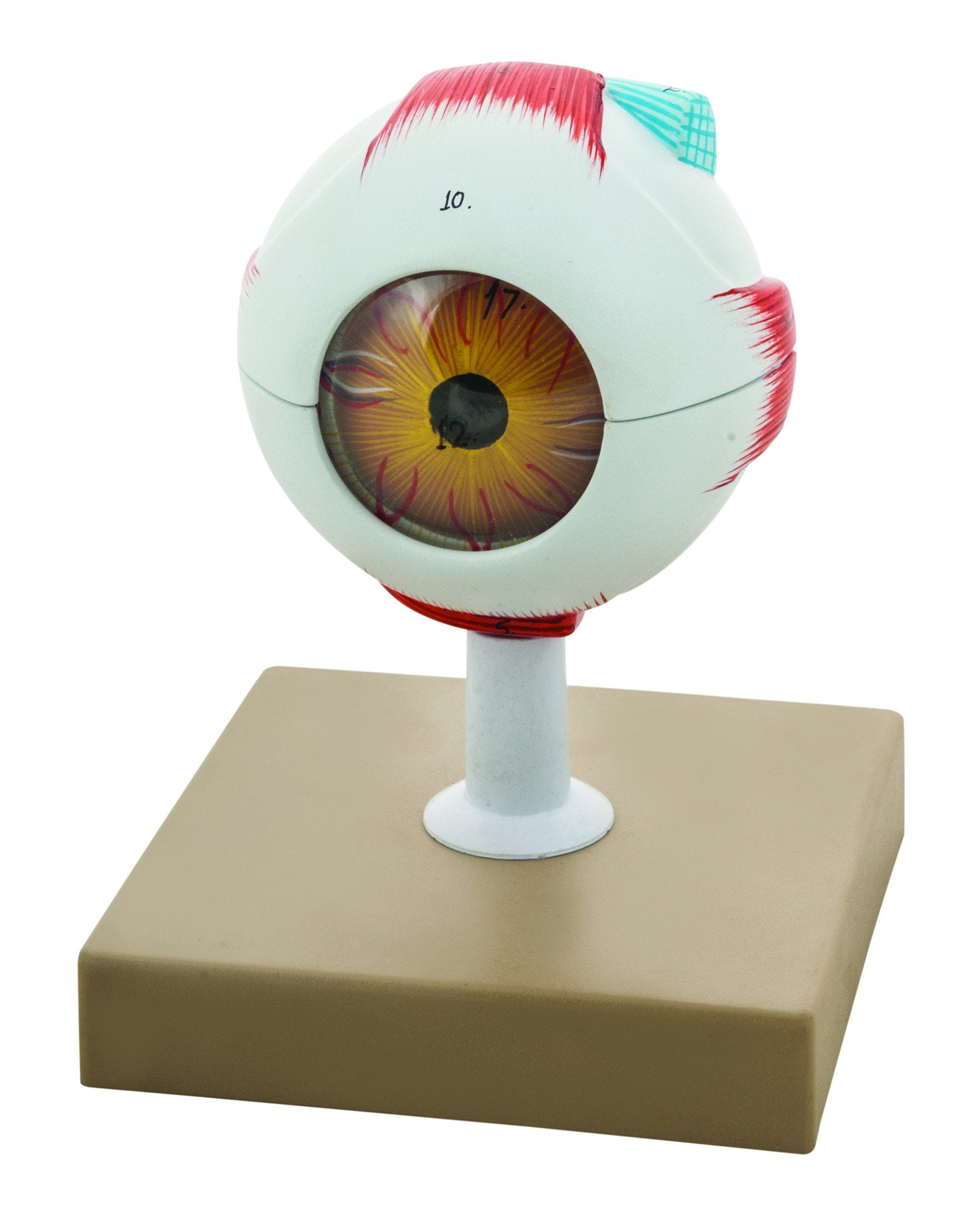 Human Eye Model - 3X Enlarged - 7 Parts - Eisco Labs - Walmart.com