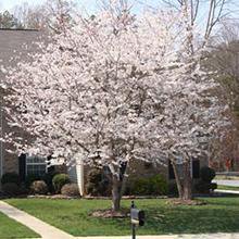 Yoshino Cherry Tree - Walmart.com - Walmart.com