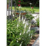 Seedville USA 50 Mixed Colors Veronica Sightseeing Mixture, Pink ...