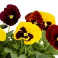 Expert Gardener 2.5QT Red Yellow Pansy Live Annual Plant Sun 3-Pack ...