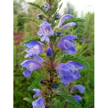 50 WHITE Showy OBEDIENT PLANT (False Dragon Head) Physostegia ...
