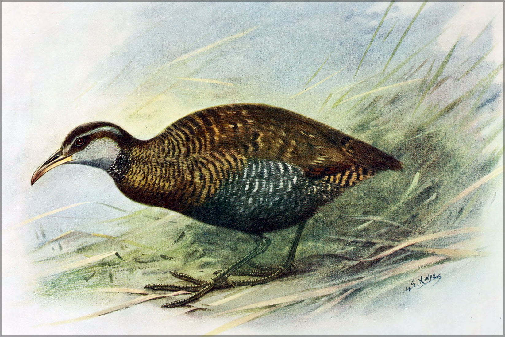24"x36" Gallery Poster, extinct Chatham Islands Buff-banded Rail bird ...