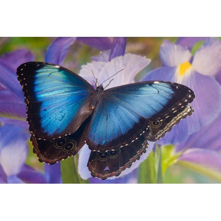 Blue morpho butterfly with reflection with Dutch iris Poster Print by ...