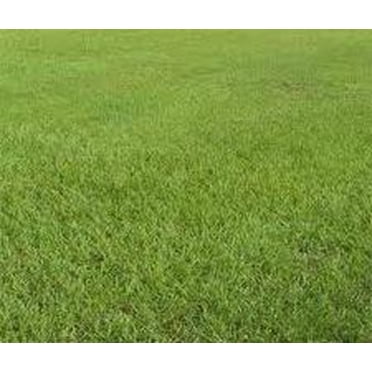 Tifton 9 Bahia Grass Seed (Certified) - 40 Lbs. - Walmart.com
