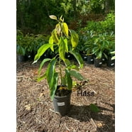 Edgar Mango TREE GRAFTED (2-4 Feet Tall). Ship to all states - Walmart.com