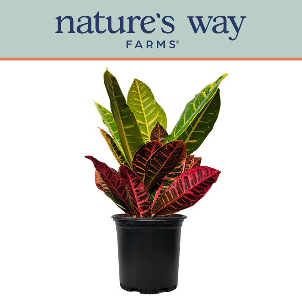 Nature's Way Farms Croton Petra Live Plant (15-25in. tall) in Growers ...