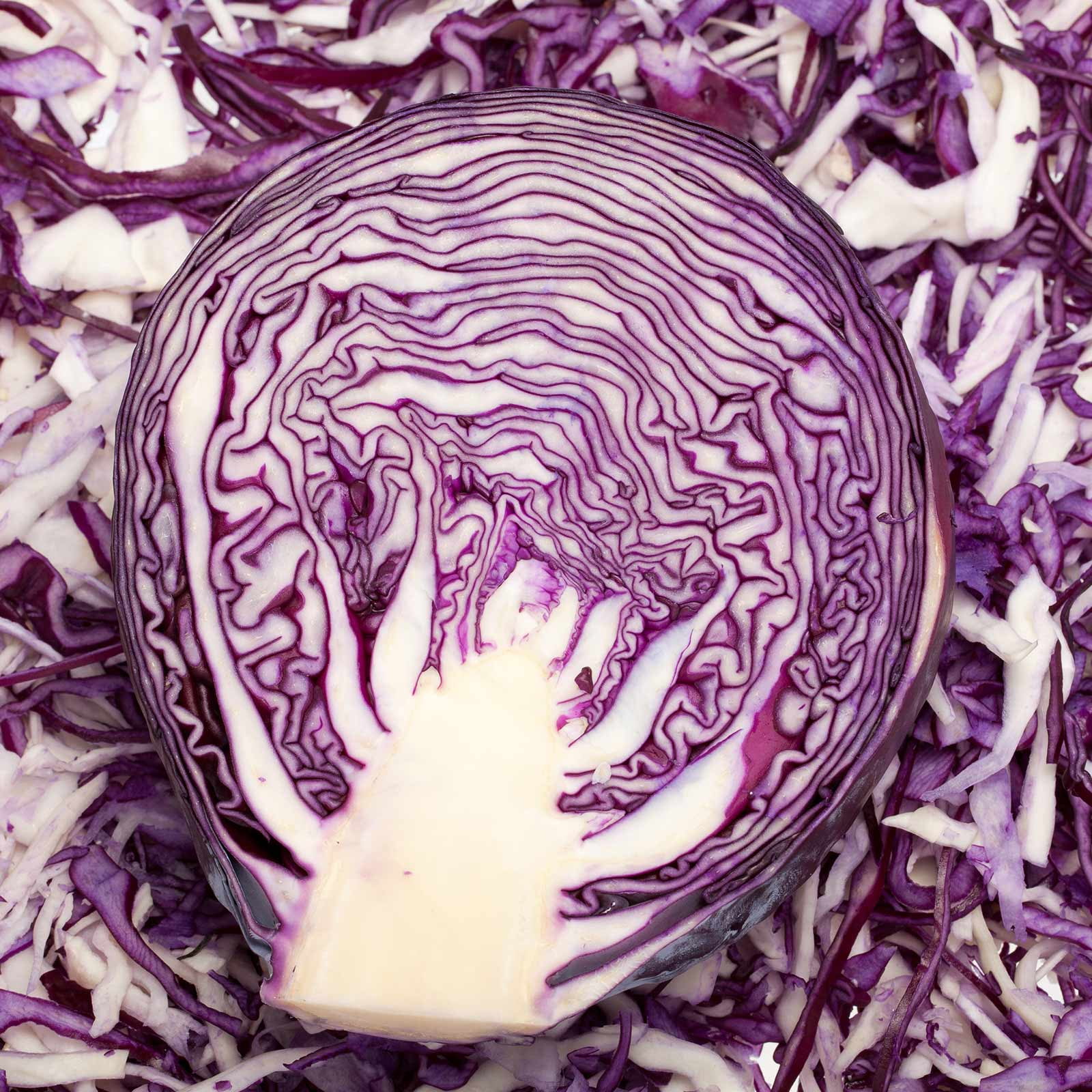 Red Rock Mammoth Cabbage Seeds: 4 Oz - Non-GMO, Chemical Free Sprouting ...