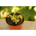 Adult Venus Flytrap Potted (Dionaea muscipula, Fly Trap Plant ...