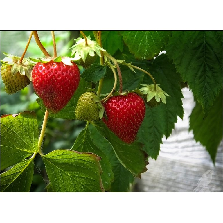Strawberry Home Garden