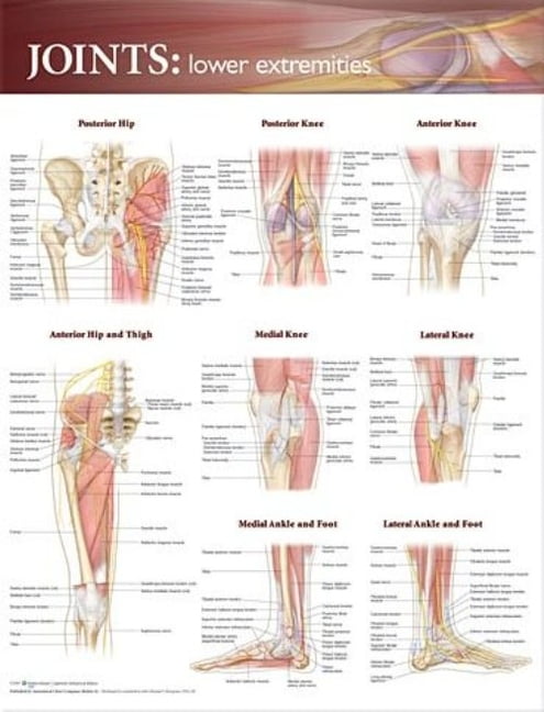 Joints Of The Lower Extremities Anatomical Chart Walmart Joints Of The Lower Extremities Anatomical Chart Walmart