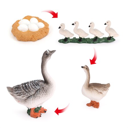 1 Set Goose Life Cycle Kit Interesting Convenient School Using Home ...