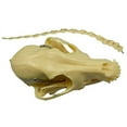 Intbuying Science Models & Kits with Canine Skeleton Model STANDARD ...