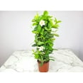 Live Tropical Florida Giant White Mandevilla Vine - 36" Climbing ...