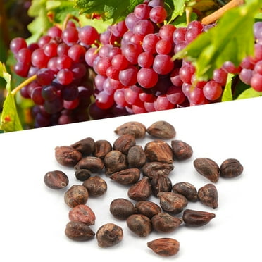 20+ Red Concord Grape Seeds - Grow Grape Vines for Wine Making, Fruit Dessert - Made in USA ...