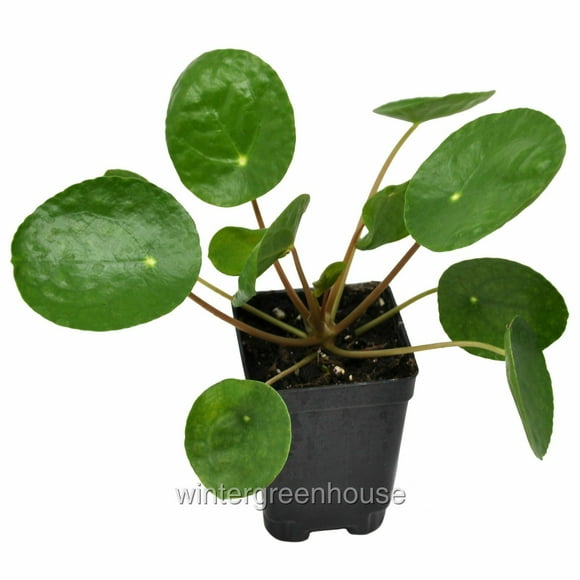 Pilea Friendship Plant
