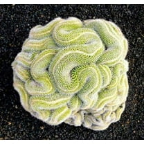 Seeds - 10 Green Brain Cactus Seeds Heat Rare Succulents Flower Desert ...
