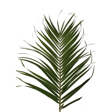 Tepee Palm - Fresh Cut - 200 Stems - Walmart.com