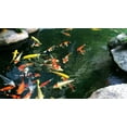 AlpineReach Koi Fish Pond Protection Netting, 15ft x 20ft, Heavy Duty ...