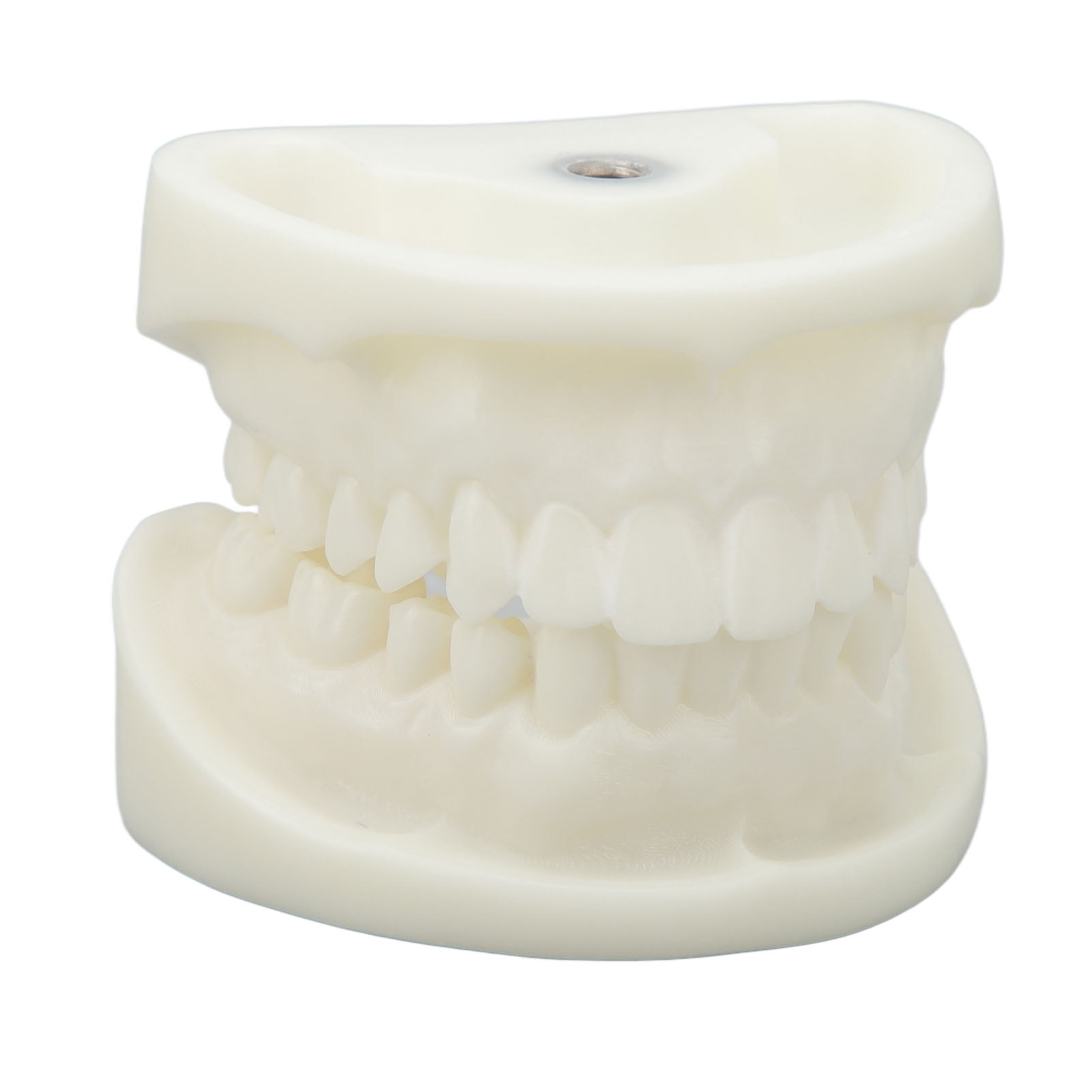 Modelo de diente, modelo de diente Modelo dental de simulación ...