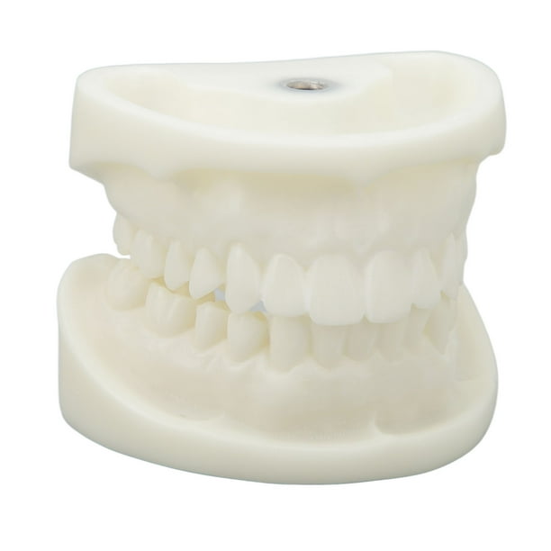 White Tooth Model,Tooth Model Educational Simulation Tooth Model Dental ...