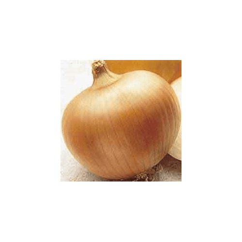 Onion Yellow Sweet Spanish Great Heirloom Vegetable by Seed Kingdom 1/4 ...