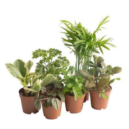 It Blooms Rainforest Grown 20 Pack Assorted Ionantha Species Air Plants ...