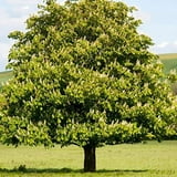 CZ Grain Authentic 6 Fresh Chestnut Tree Seeds for High Yield Planting ...