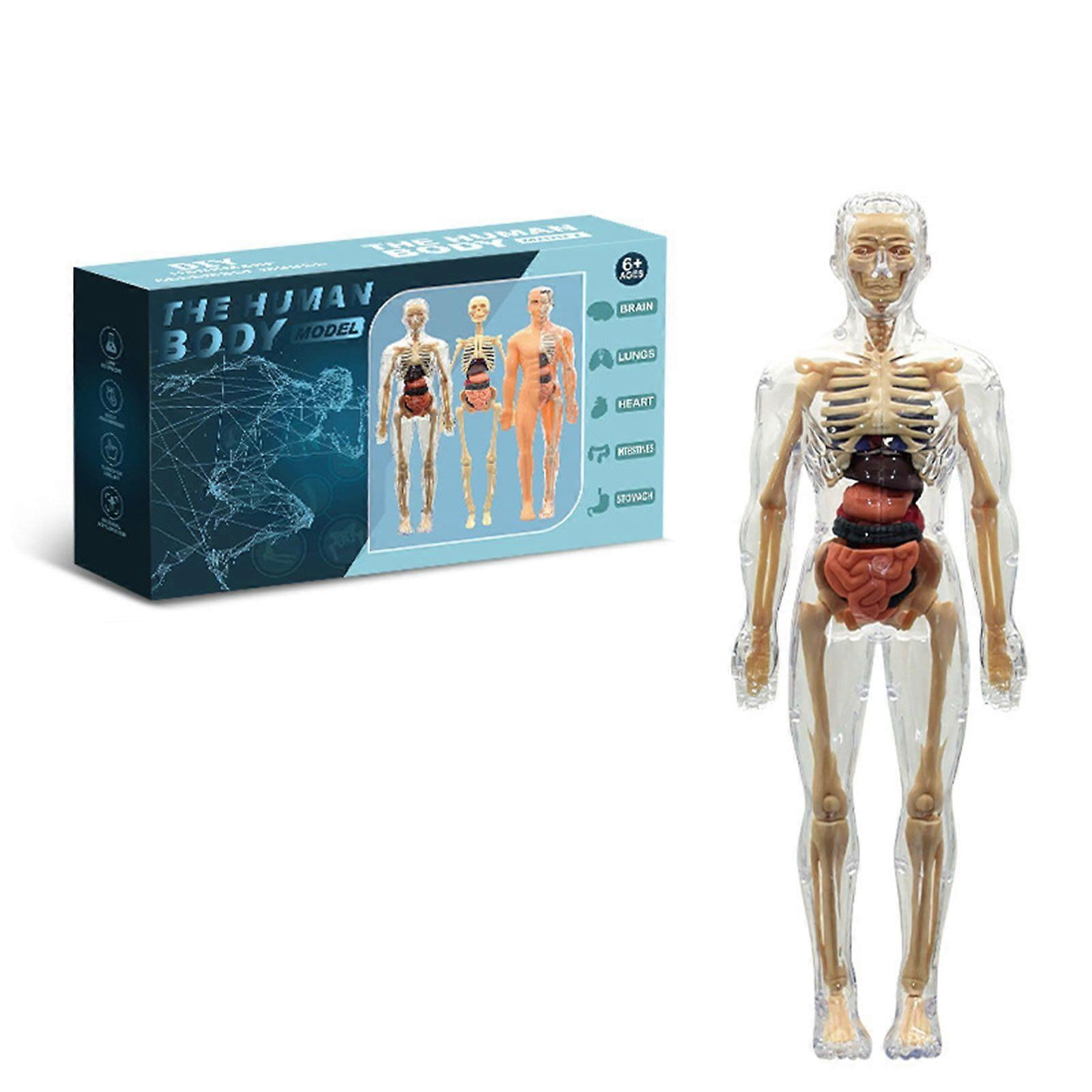 Human Body Structure Model, DIY Assembled Human Torso Skeleton Anatomy ...