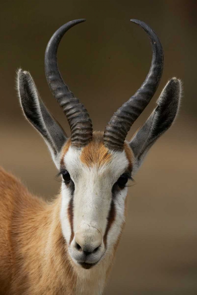 Springbok portrait native to Africa Poster Print by San Diego Zoo ...