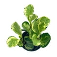 Variegated Peperomia obtusifolia, Marble Rubber Spoonleaf Plant ...