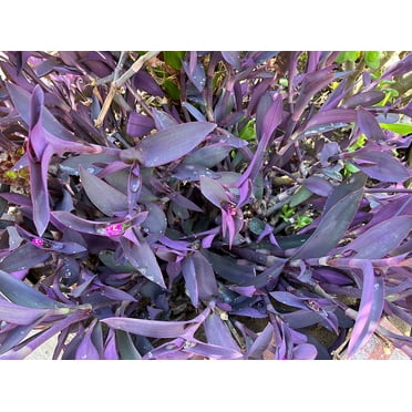 Dark and Handsome Purple Flowering Lenten Rose Hellebore Dormant Bare ...