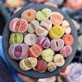 30 Assorted Lithops Live Plants, Large Lithops Living Stones Succulent ...