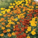 Expert Gardener (6 Pack) Marigolds Assorted Colors Live Plant Grower ...