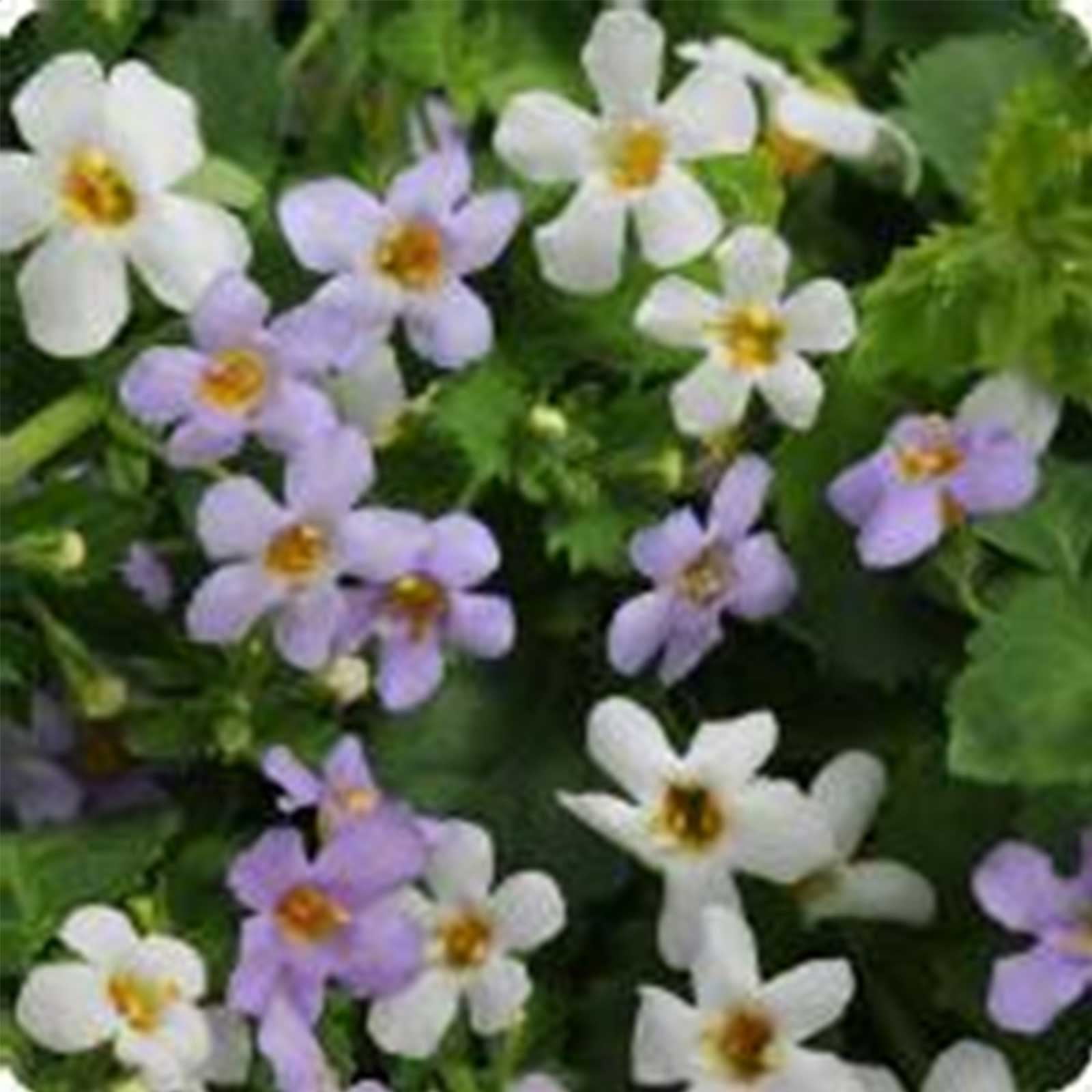 Bacopa Flower Garden Seeds - Utopia Series - Snowtopia - 100 Seeds ...