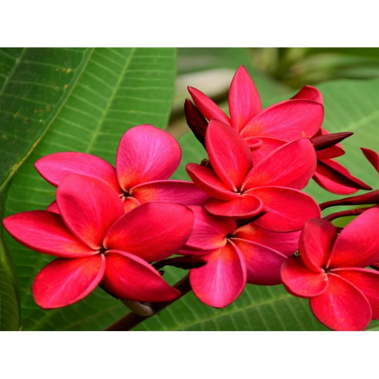 Red Plumeria Flower