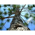 Slash Pine Tree 1 Gallon Pot, Fast-Growing Evergreen Landscape ...