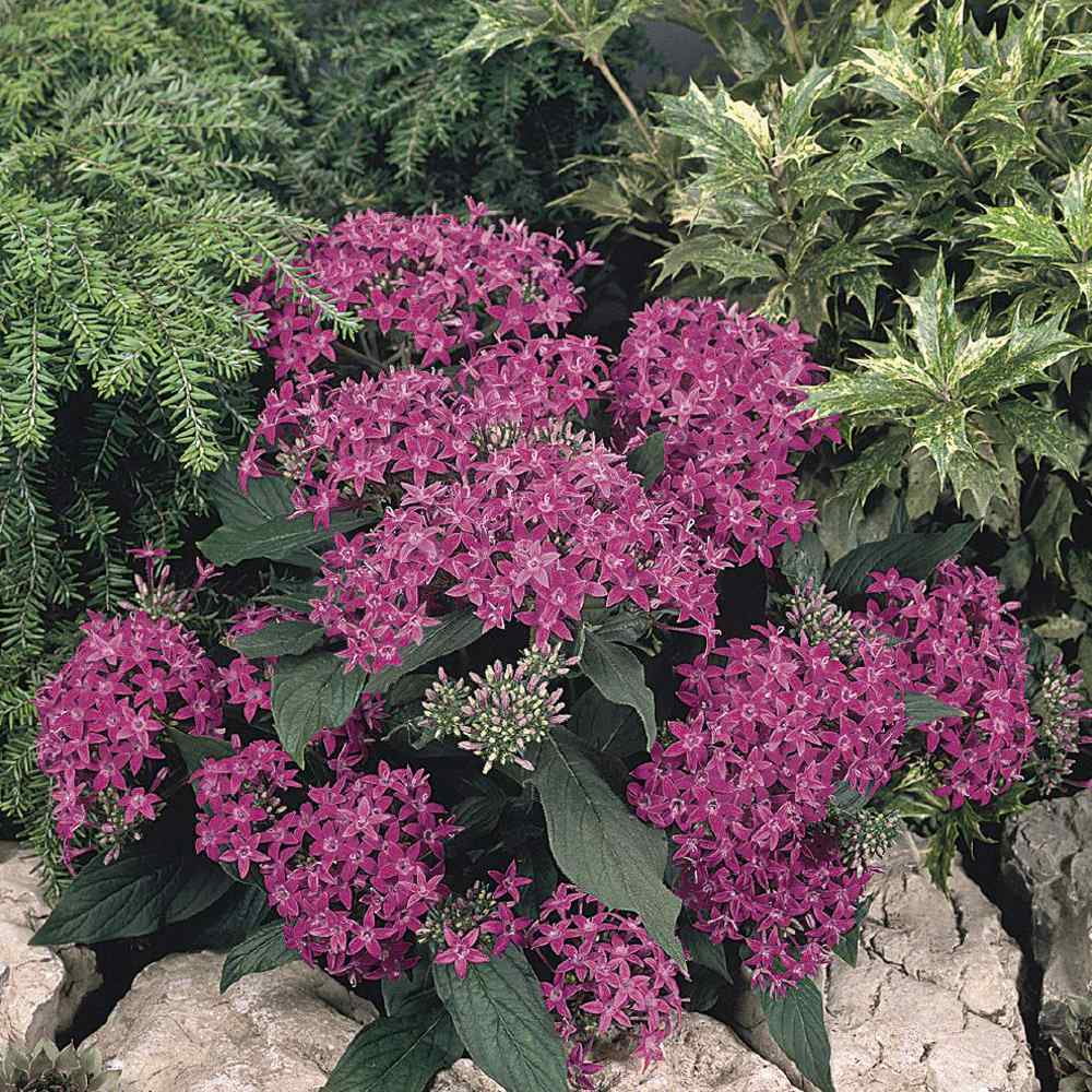 Outsidepride Violet Pentas Seed - 50 seeds - Walmart.com