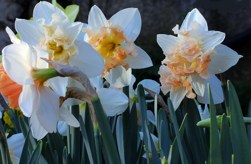 Palmares Giant Pink Butterfly Daffodil 5 Bulbs - 14/16 cm Bulbs ...