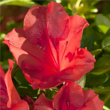 Encore Azalea Autumn Bonfire (2 Gallon) Red Flowering Shrub - Full Sun ...
