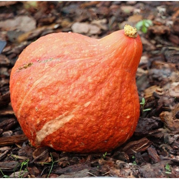 Kabocha Squash Seeds