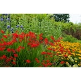 10 RED LUCIFER CROCOSMIA Crocosmia Masoniorum Flower Seeds - Walmart.com
